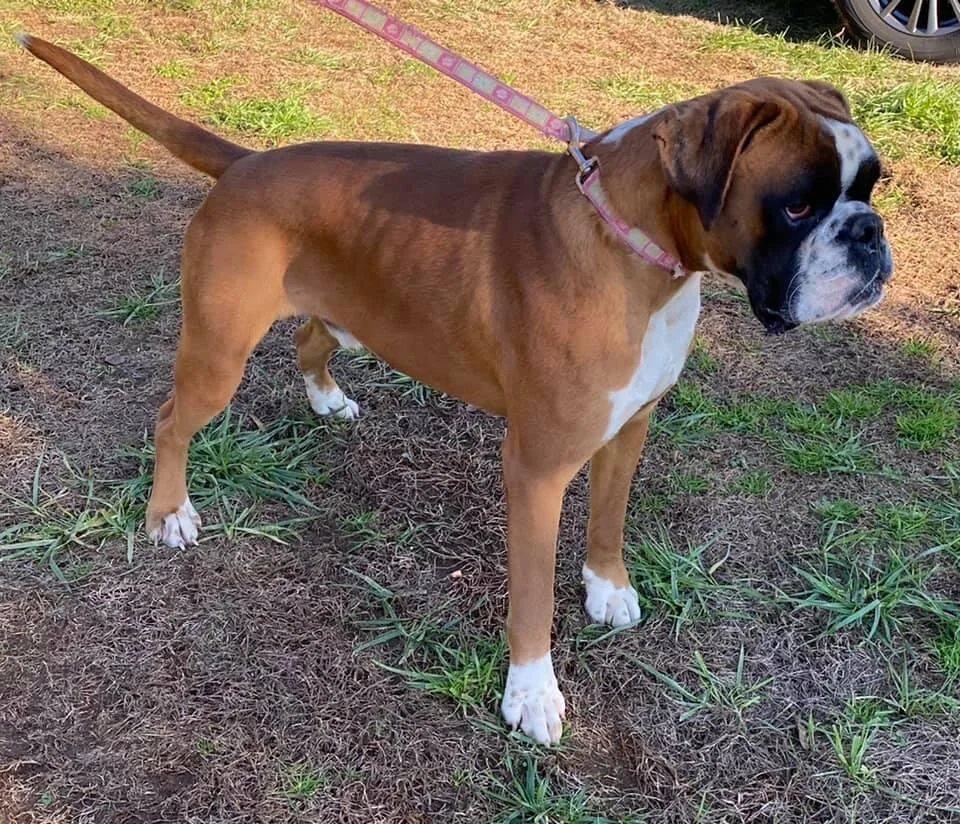 Our Boxer Sires — FURevermore Boxers & Frenchies