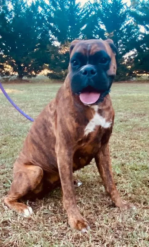 Boxers — FURevermore Boxers & Frenchies
