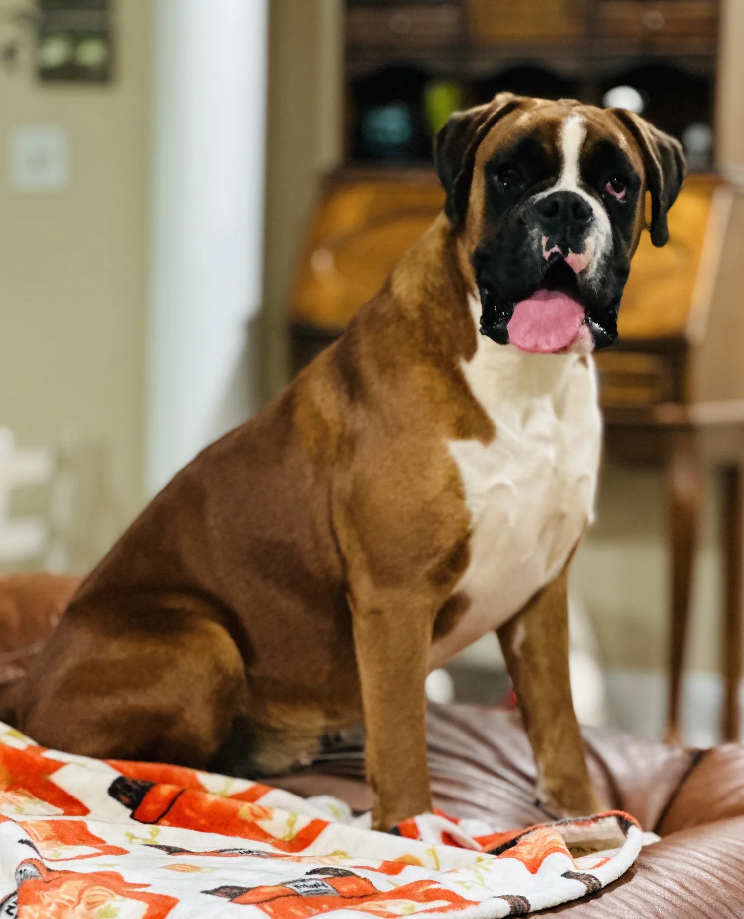 Boxers — FURevermore Boxers & Frenchies