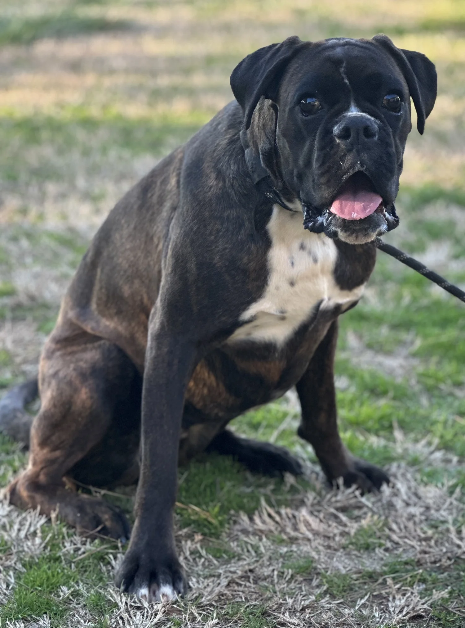 Boxers — FURevermore Boxers & Frenchies