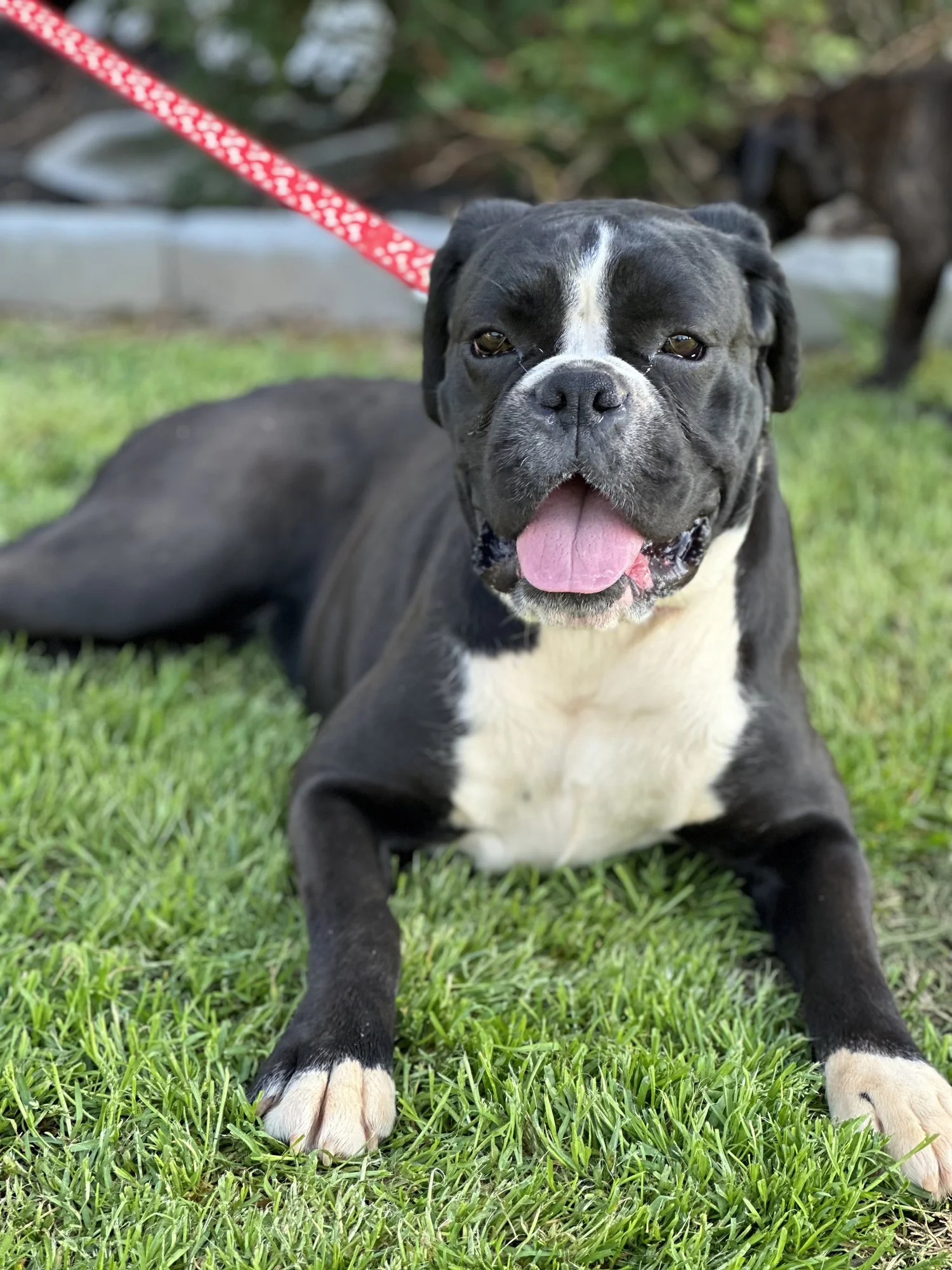 Boxers — FURevermore Boxers & Frenchies