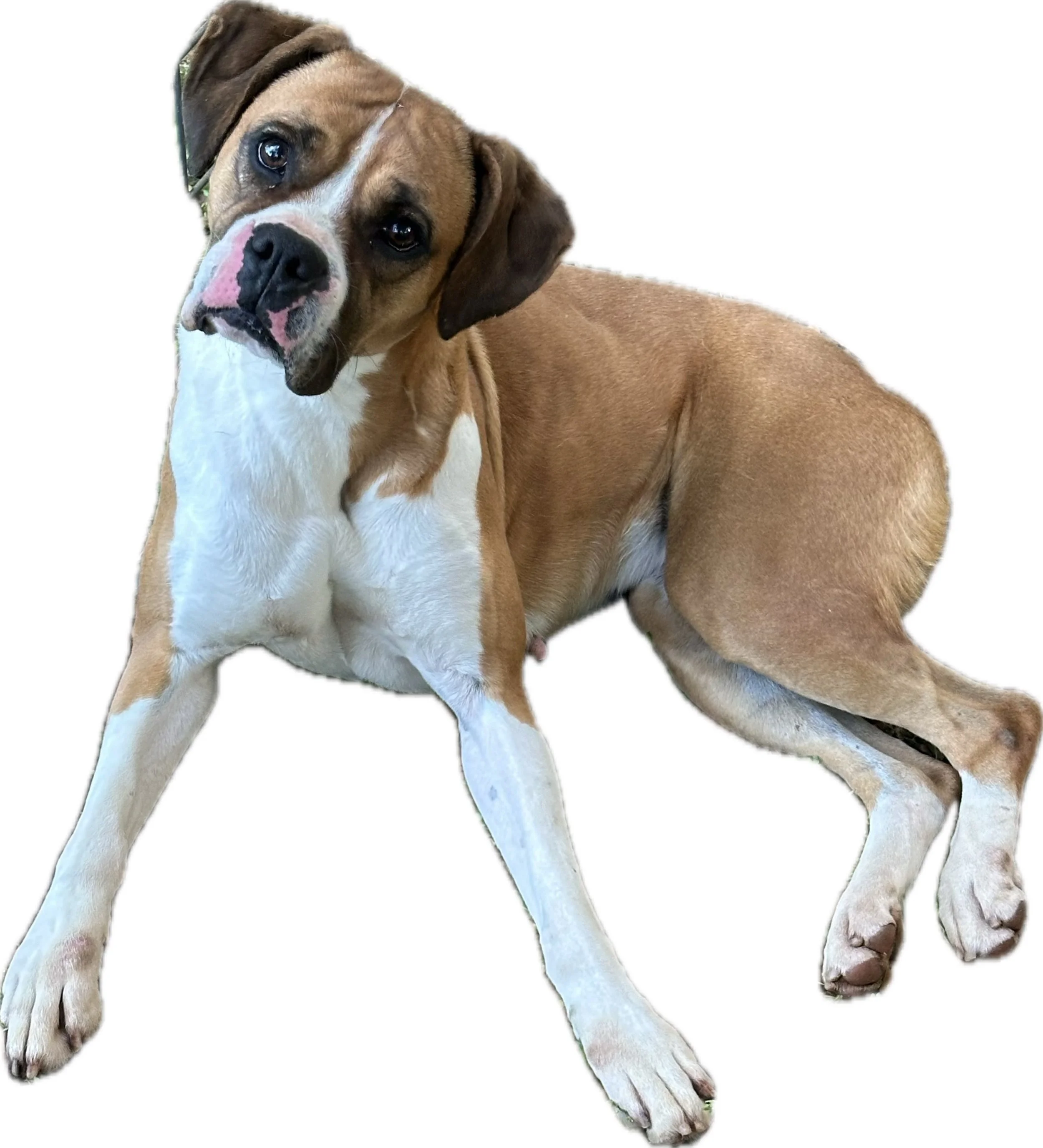 Boxers — FURevermore Boxers & Frenchies