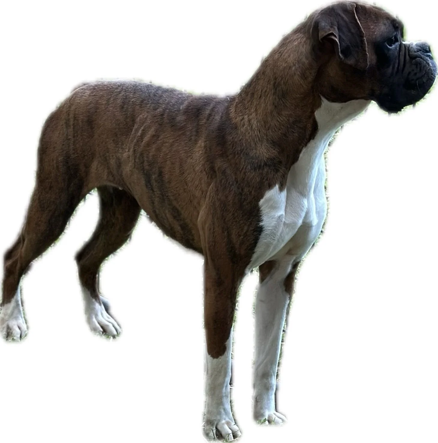 Boxers — FURevermore Boxers & Frenchies