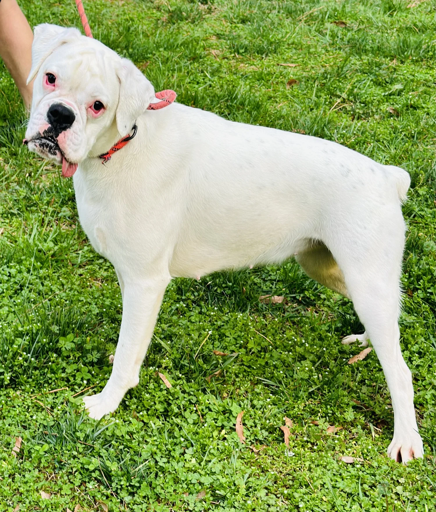 Boxers — FURevermore Boxers & Frenchies