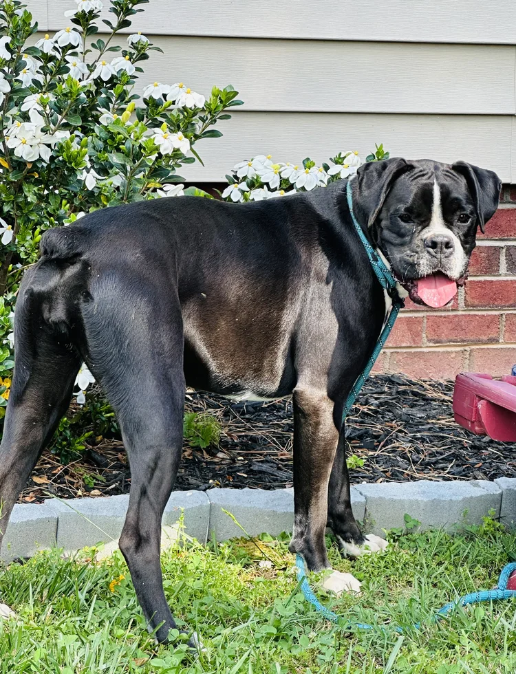 Boxers — FURevermore Boxers & Frenchies