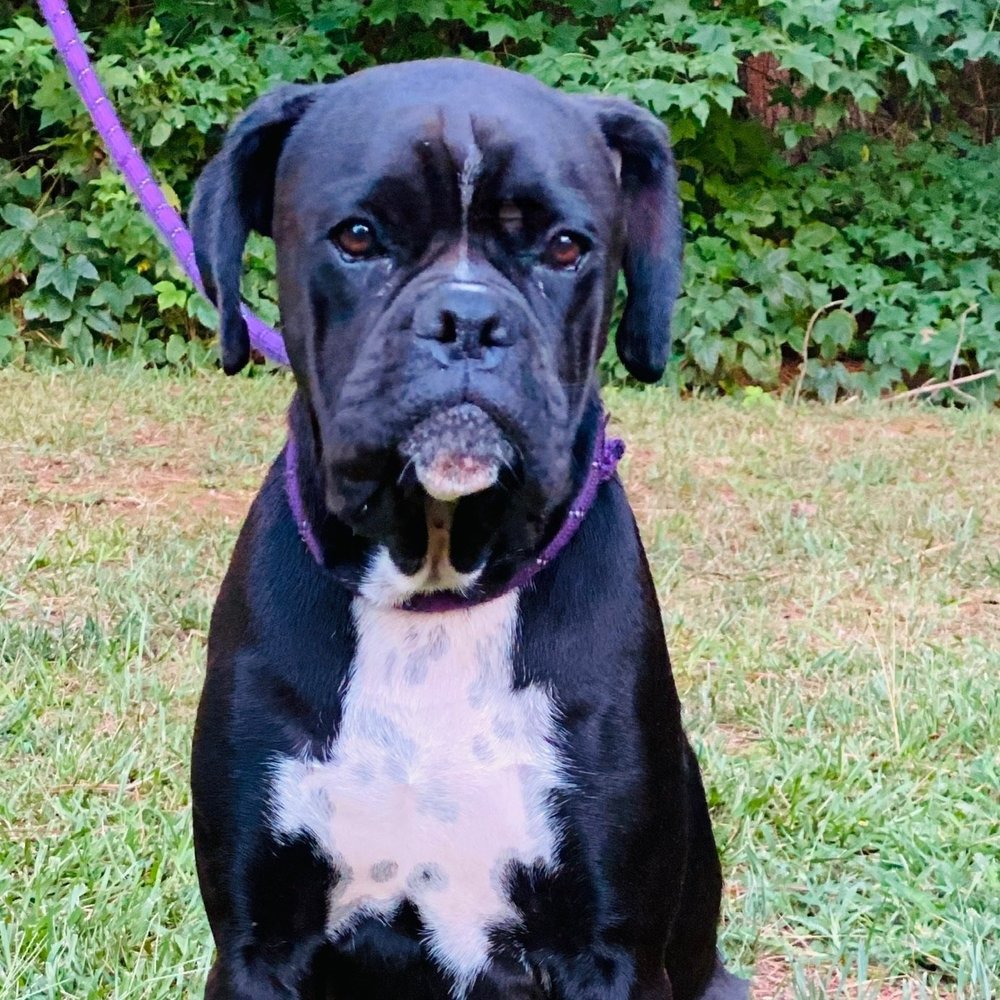 Boxers — FURevermore Boxers & Frenchies