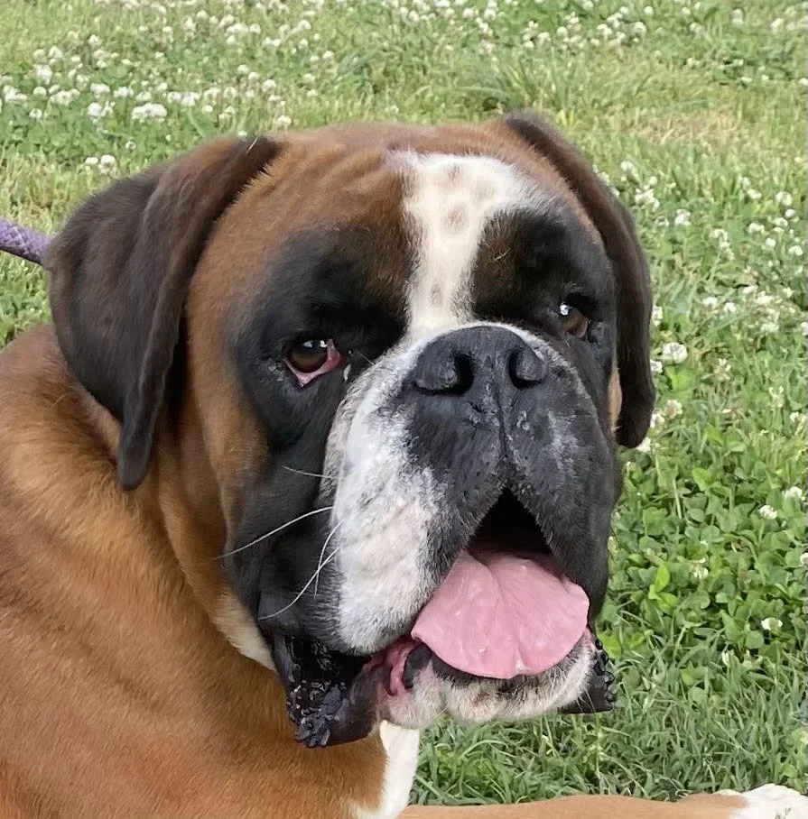 Boxers — FURevermore Boxers & Frenchies