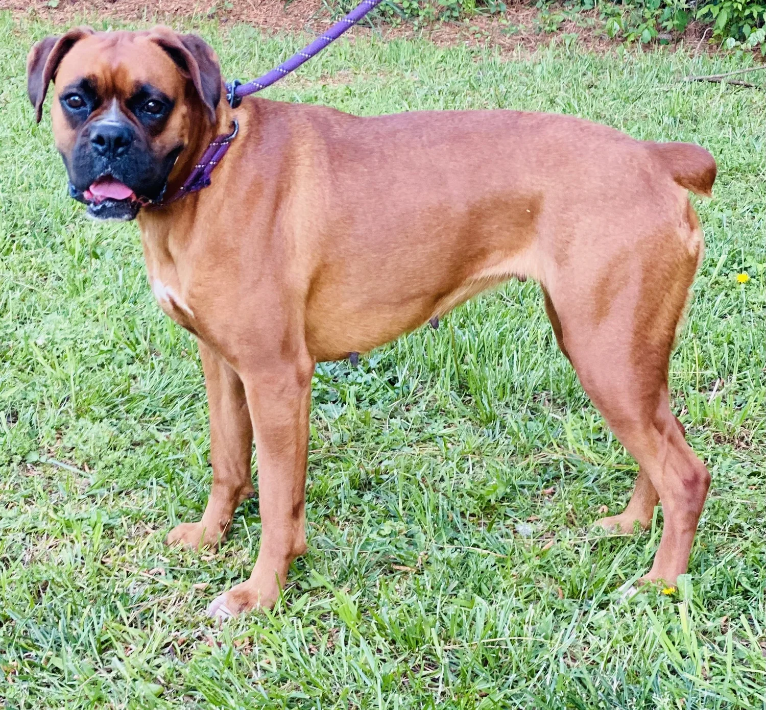 Boxers — FURevermore Boxers & Frenchies