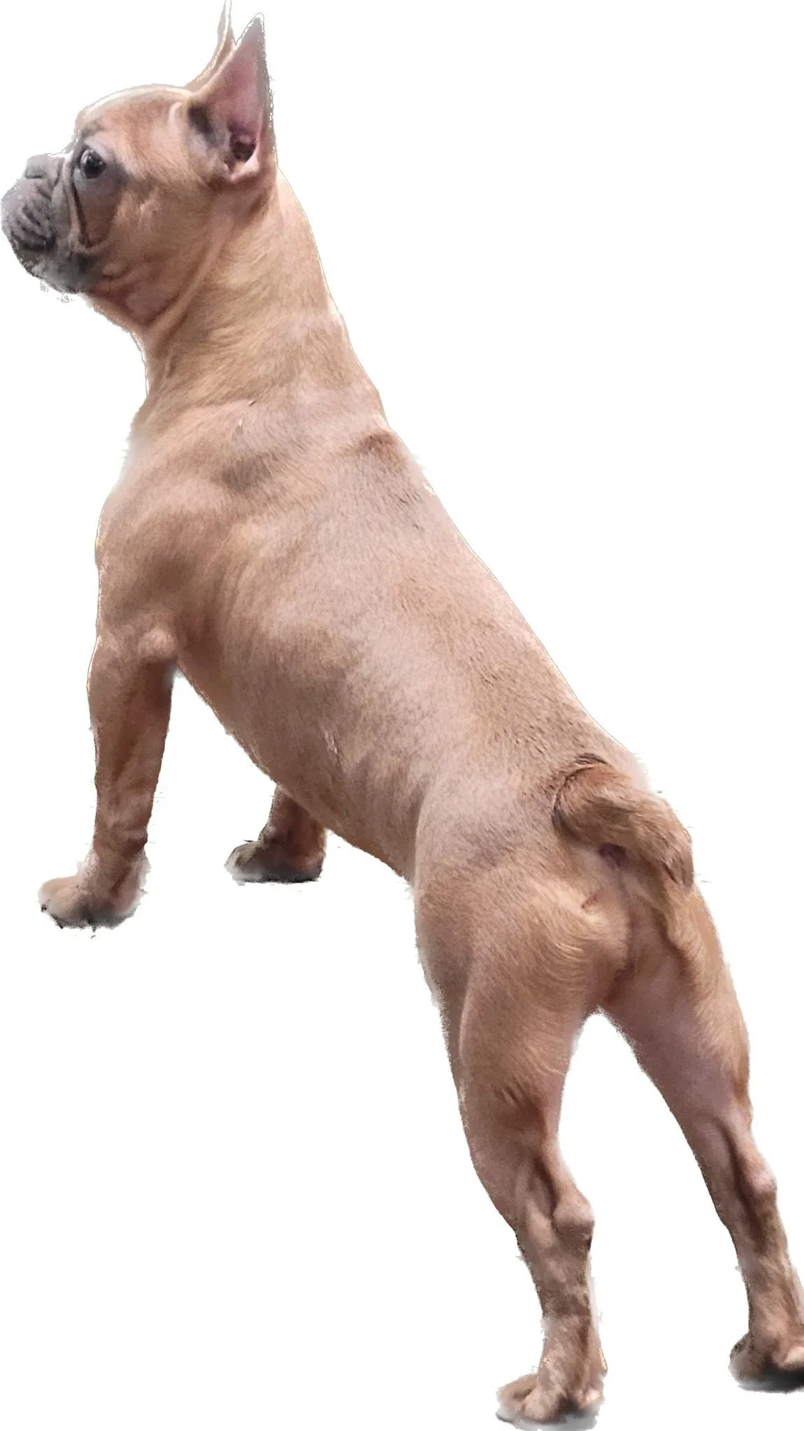 Frenchies — FURevermore Boxers & Frenchies