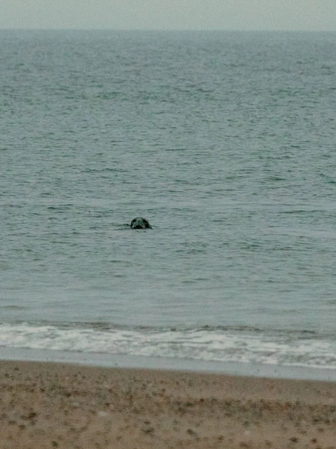 Cape Cod National Seashore Elopement with Kids | Cape Cod Elopement ...