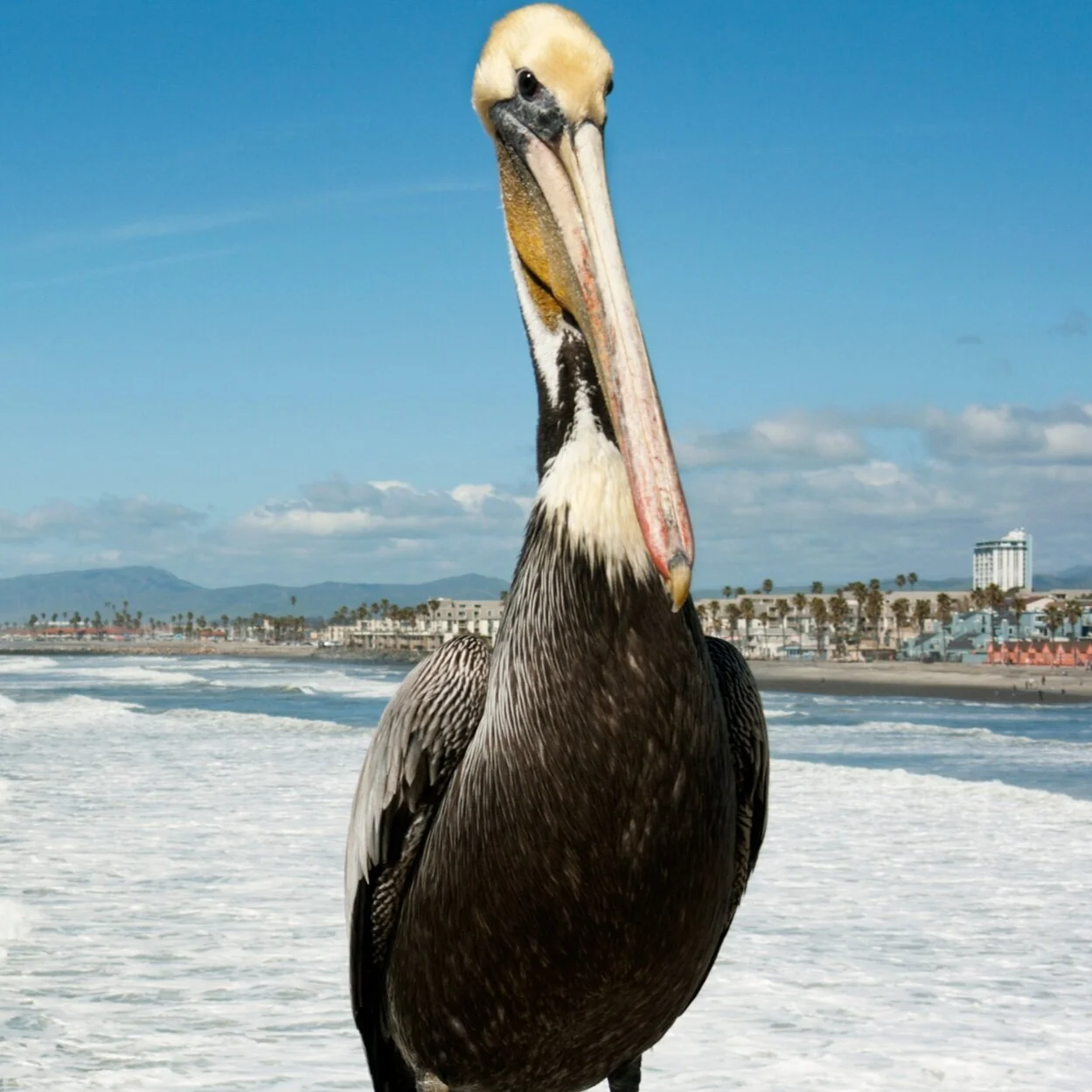 Team - John Tenaglia — SOS Oceanside