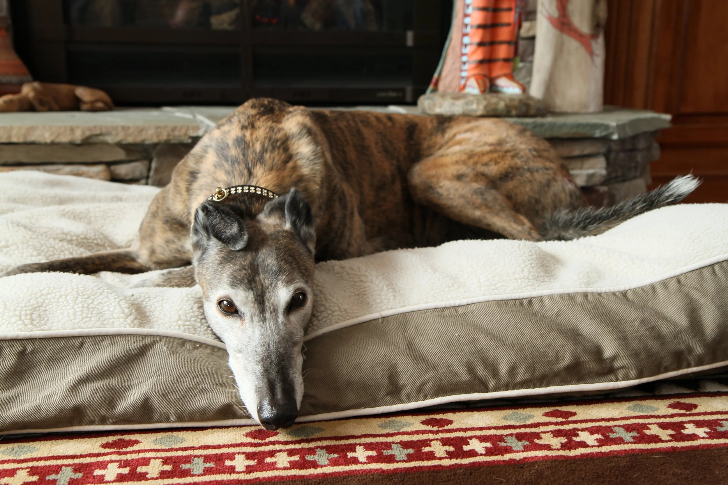 Comet's Tale — Wolf Territory