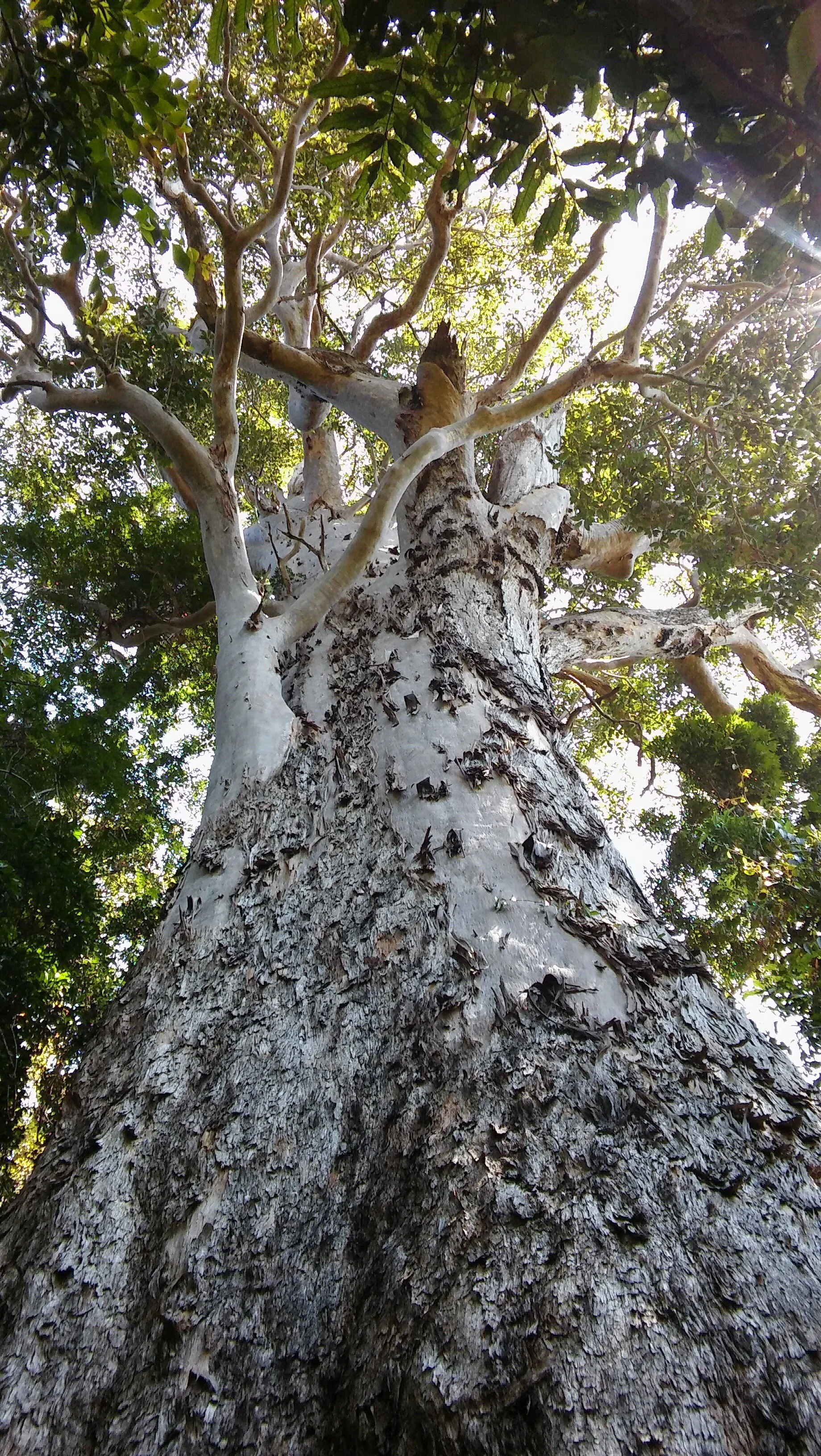 Big Tree Gallery | MOWAT TREES | Arborist | Gold Coast & Northern ...