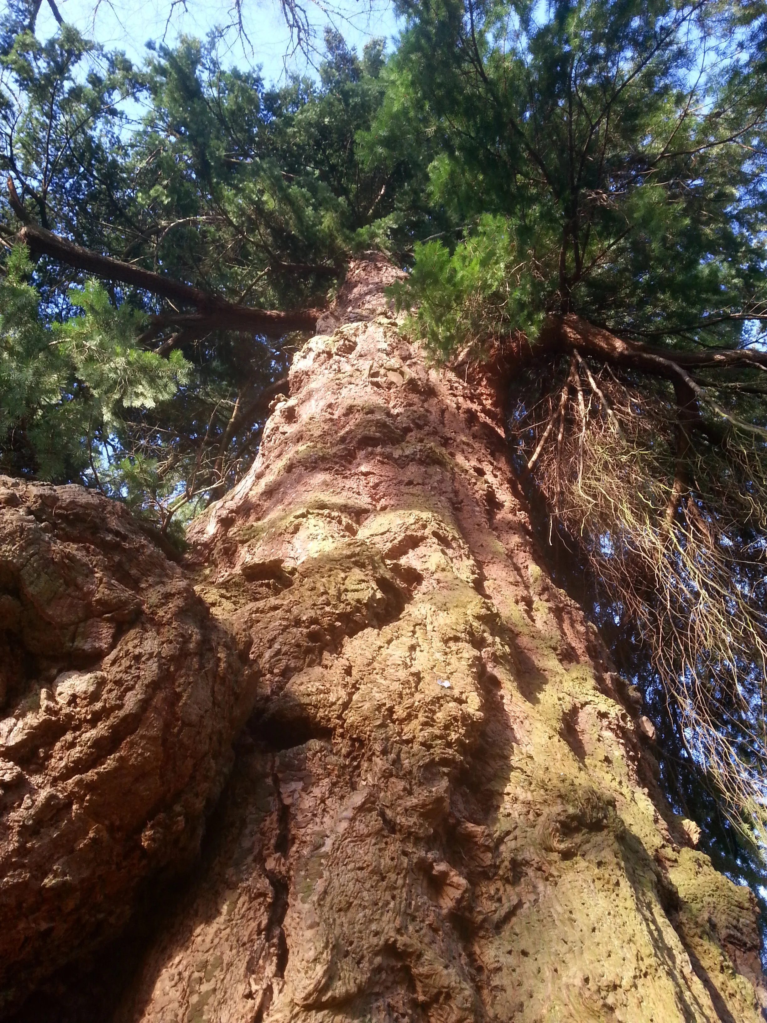 Big Tree Gallery | MOWAT TREES | Arborist | Gold Coast & Northern ...