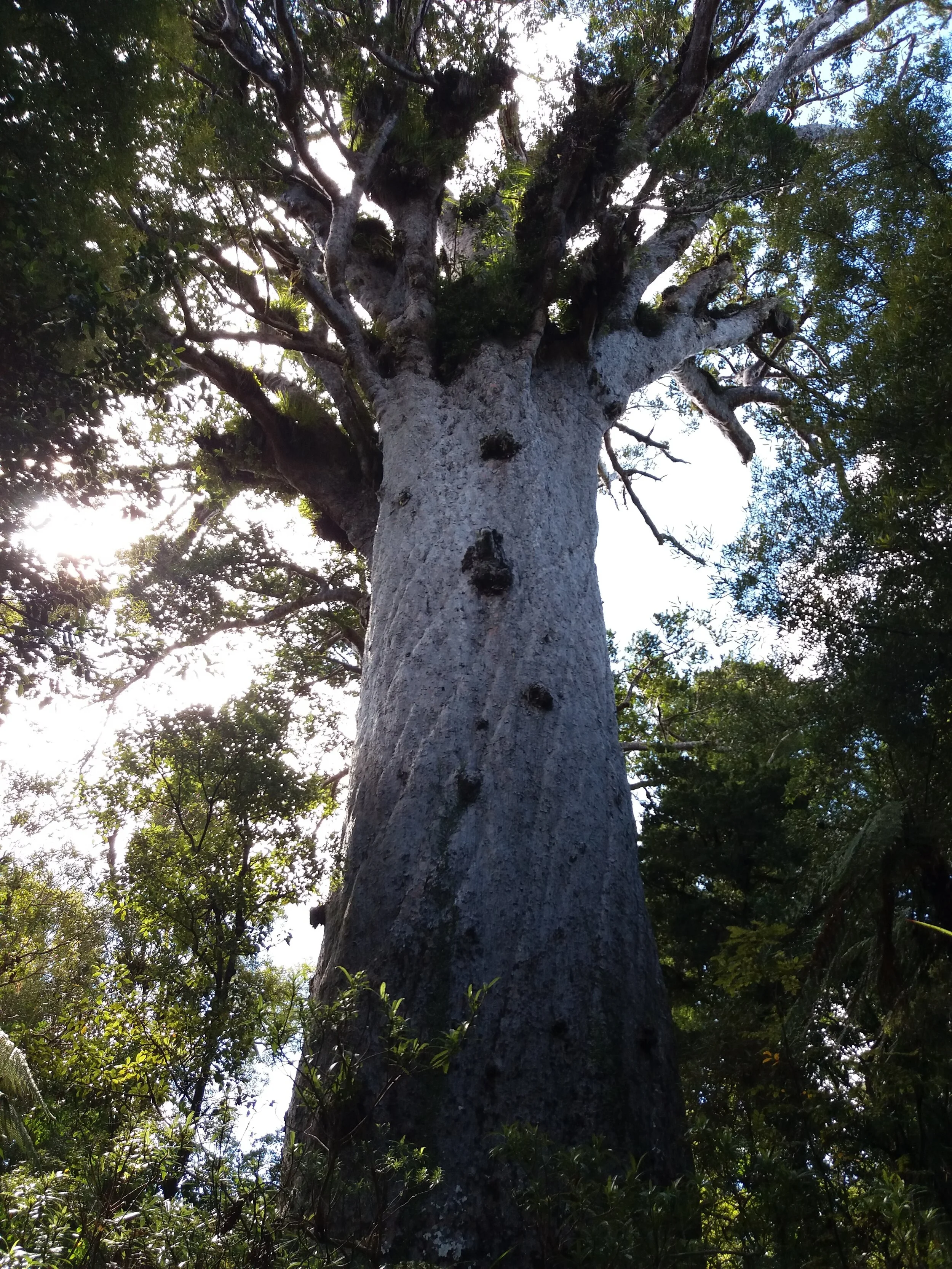 Big Tree Gallery | MOWAT TREES | Arborist | Gold Coast & Northern ...