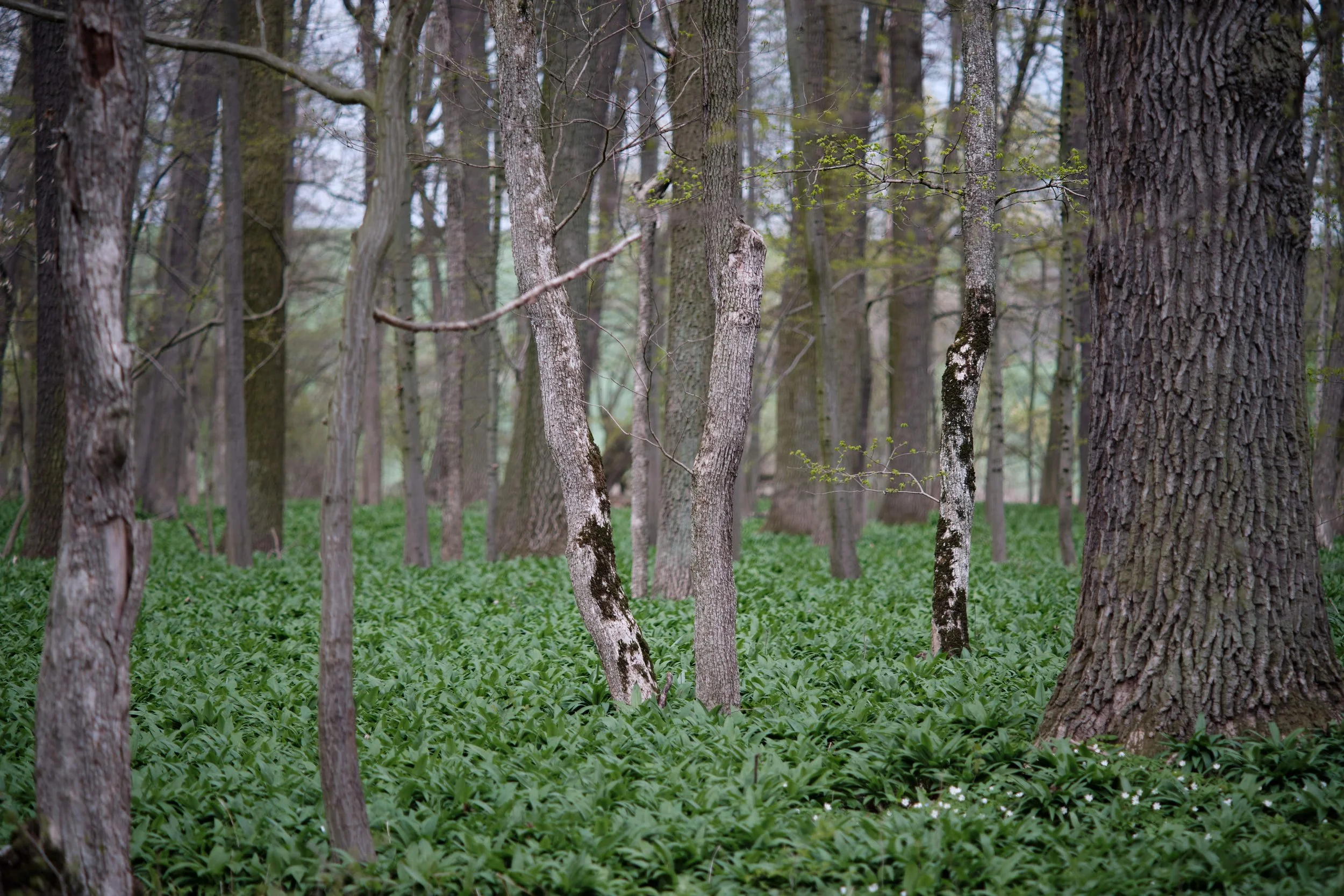 Thermally Modified Ash — Heartwood Saunas | Handcrafted Outdoor Saunas ...