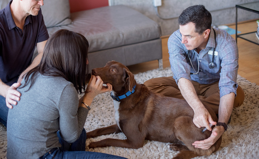 Rainbow Bridge - Euthansia Procedure for Dogs — Rainbow Bridge ...
