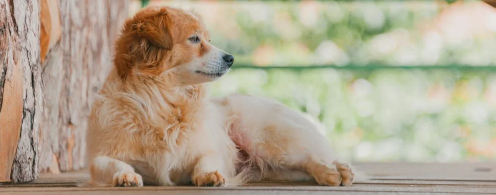 Rainbow Bridge - Euthansia Procedure for Dogs — Rainbow Bridge ...