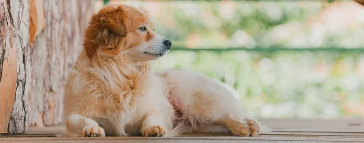 Rainbow Bridge - Euthansia Procedure for Dogs — Rainbow Bridge ...