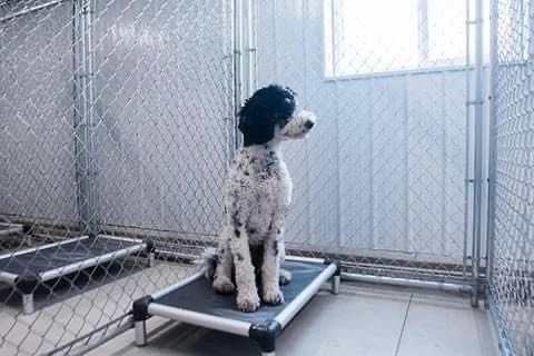 Dog Boarding: What to Expect — Wild Acre Kennels