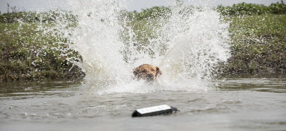 Training — Wild Acre Kennels