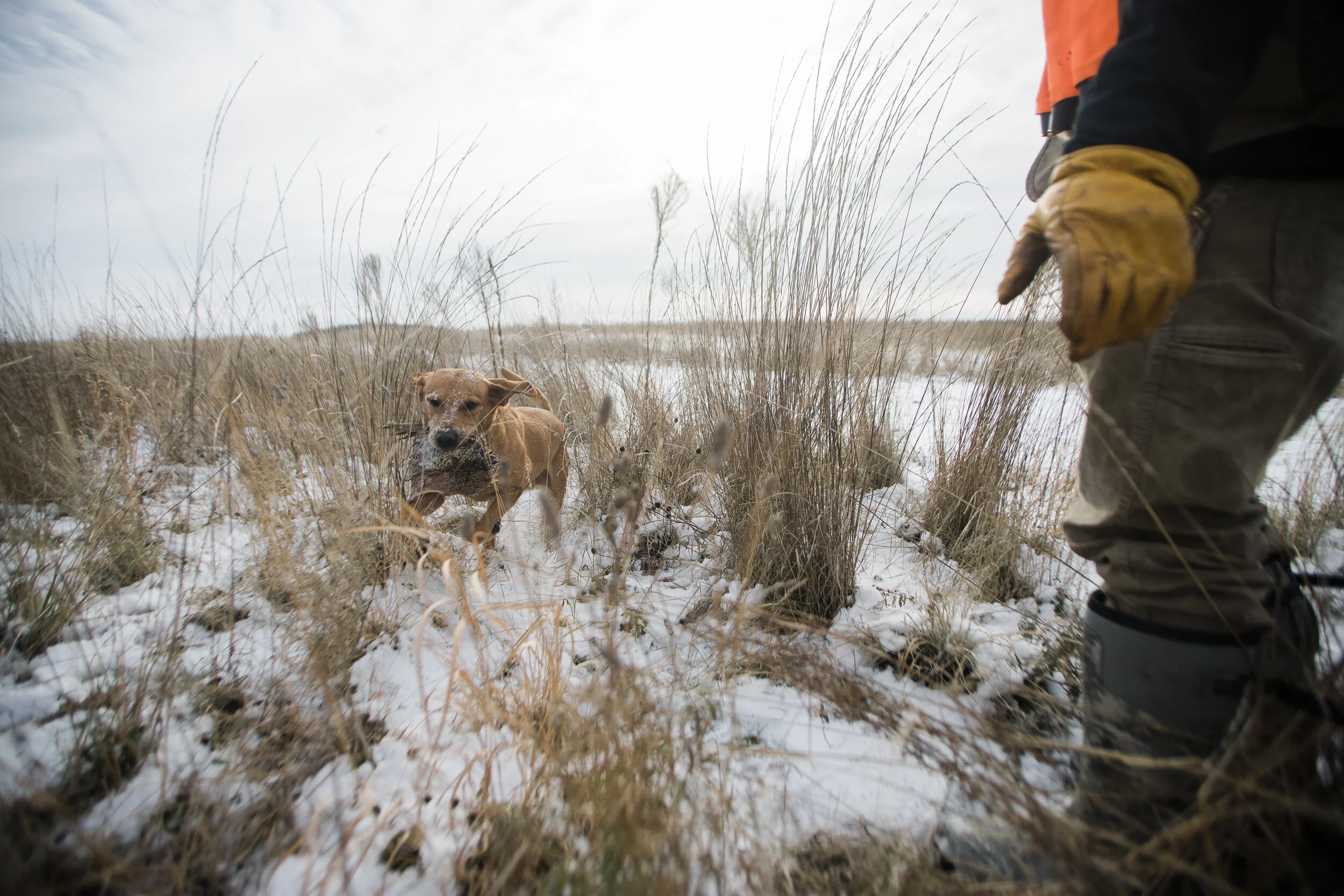 Training — Wild Acre Kennels