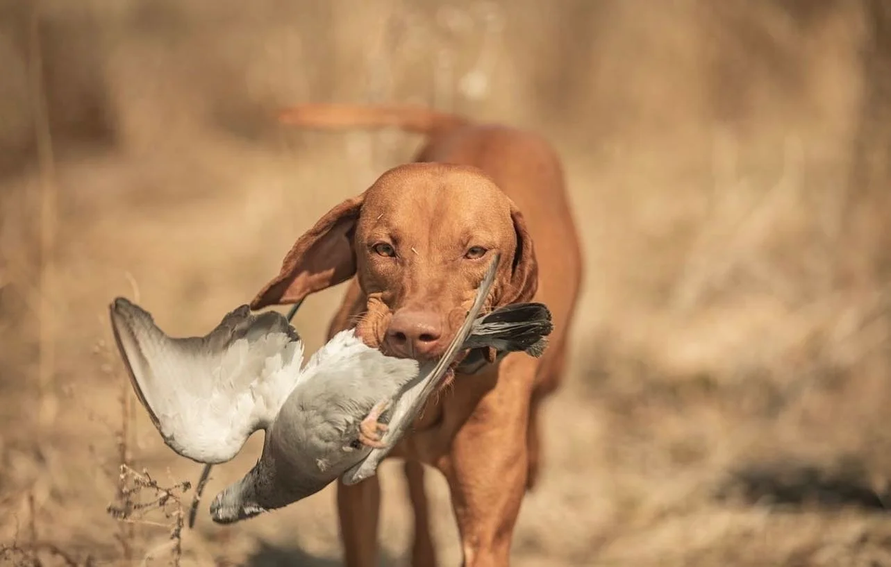 Top 6 Early Training Tips to Keep Your Dog Ready for Hunting Season ...