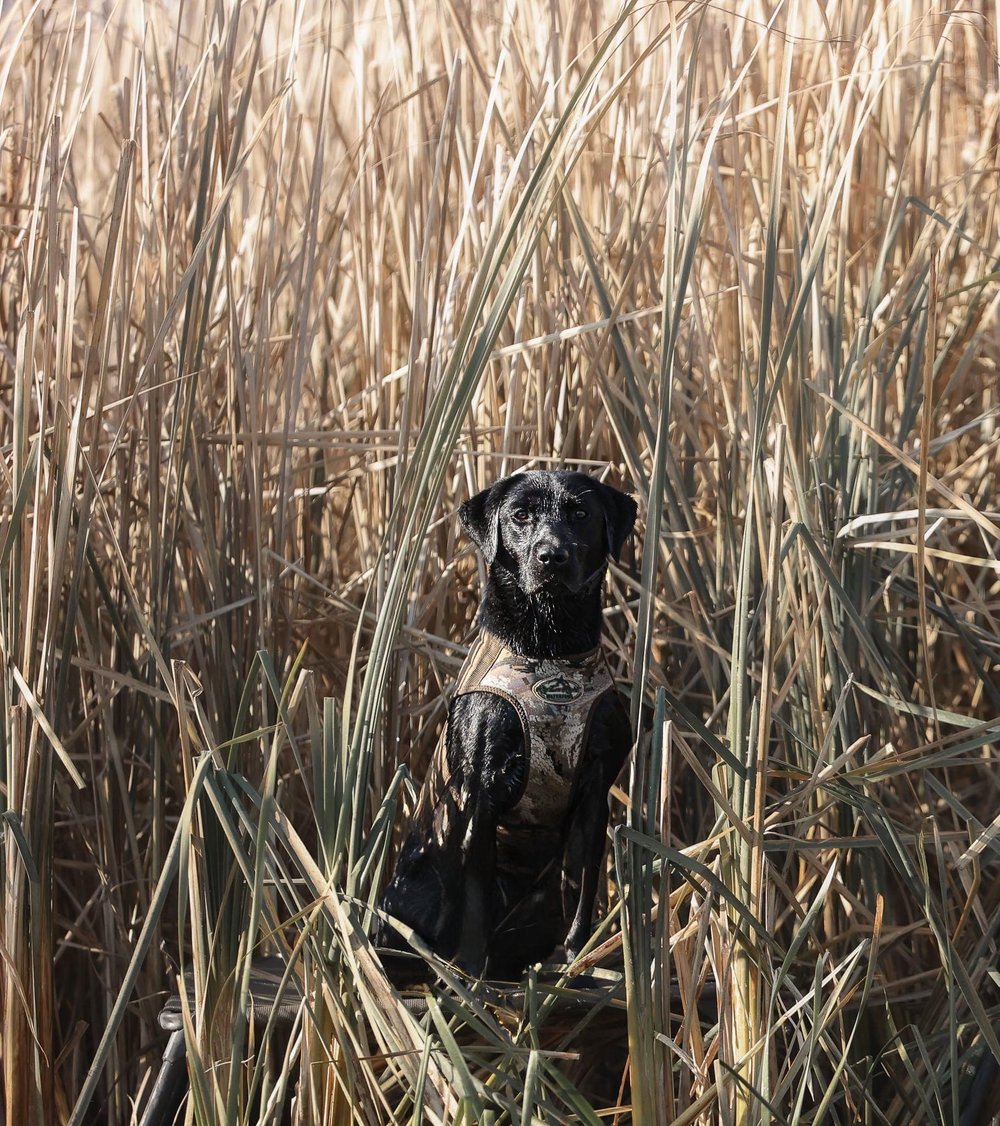 The Labrador Secret: What Sets American, British, and English Labs ...