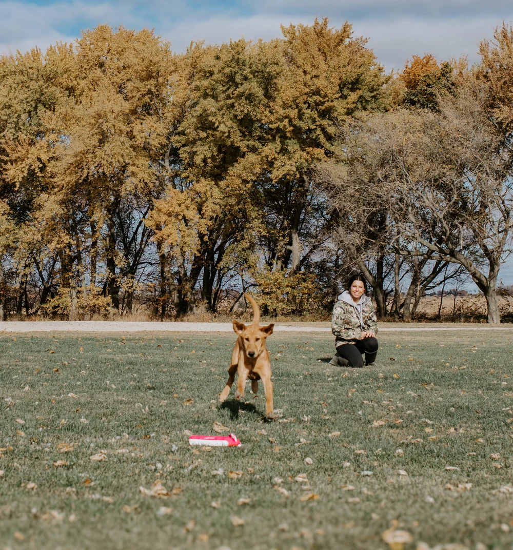 Puppy to Pro: How to Train Your Bird Dog from Day One — Wild Acre Kennels