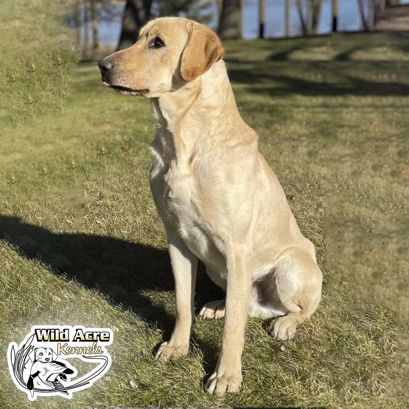 Puppy Litters — Wild Acre Kennels