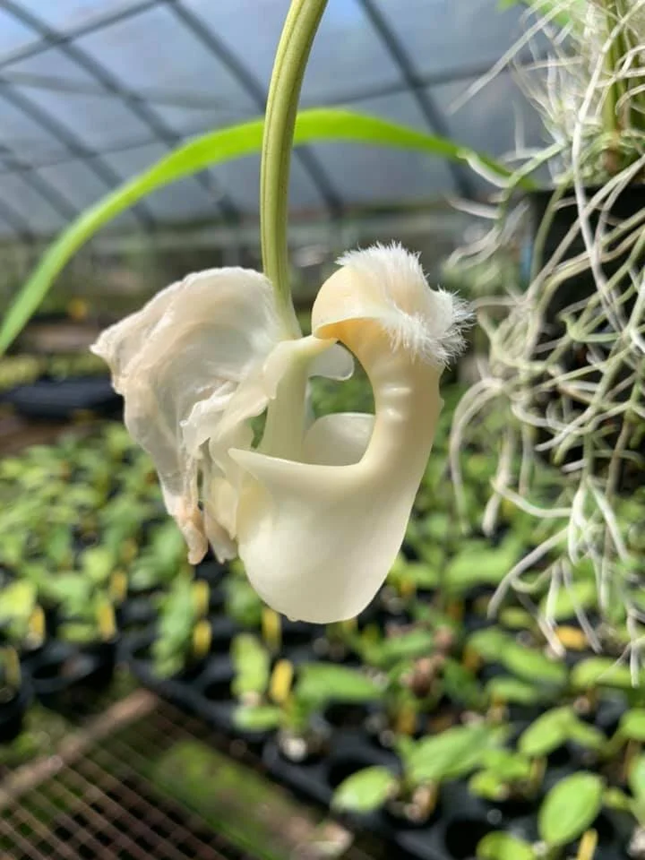 Hilo Orchid Farm Hawaii