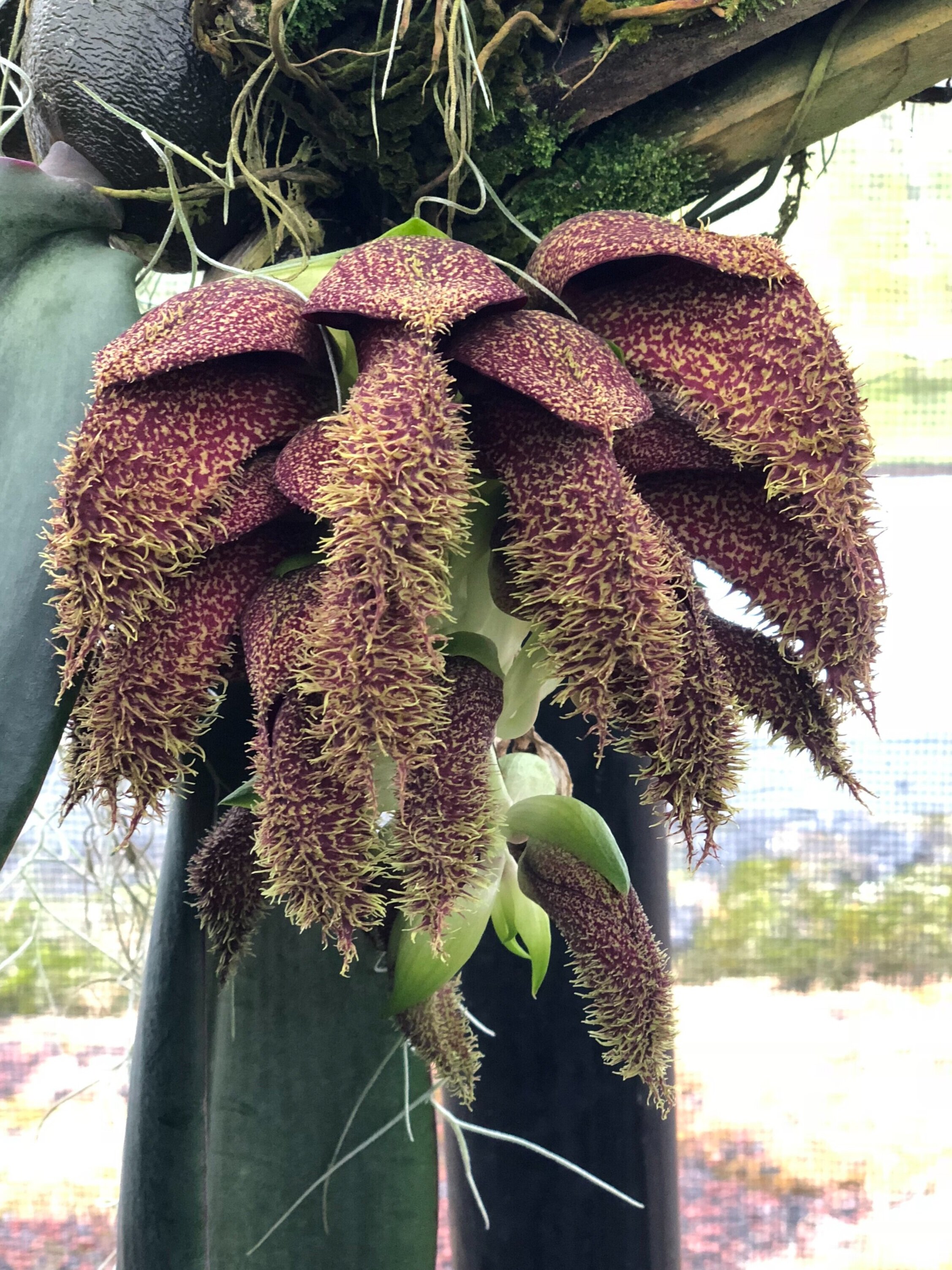 Hilo Orchid Farm Hawaii