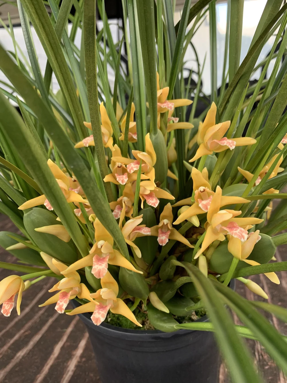 What We Grow — Hilo Orchid Farm Hawaii