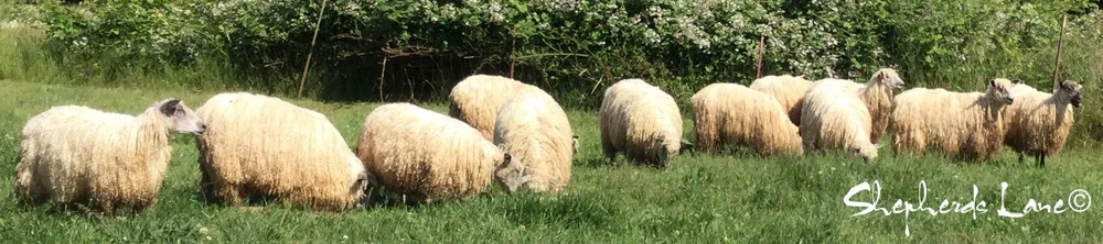 Shepherds Lane