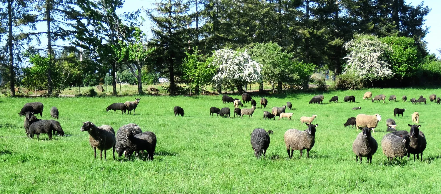 General 2 — Shepherds Lane