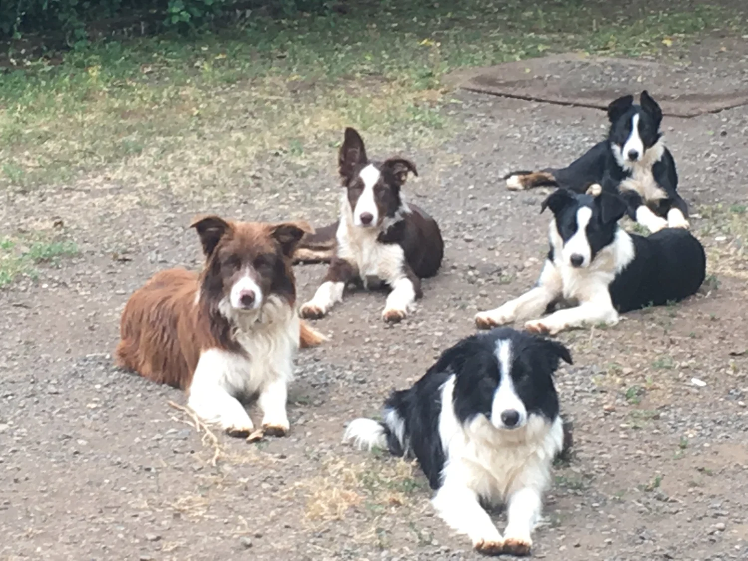 Border Collies — Shepherds Lane