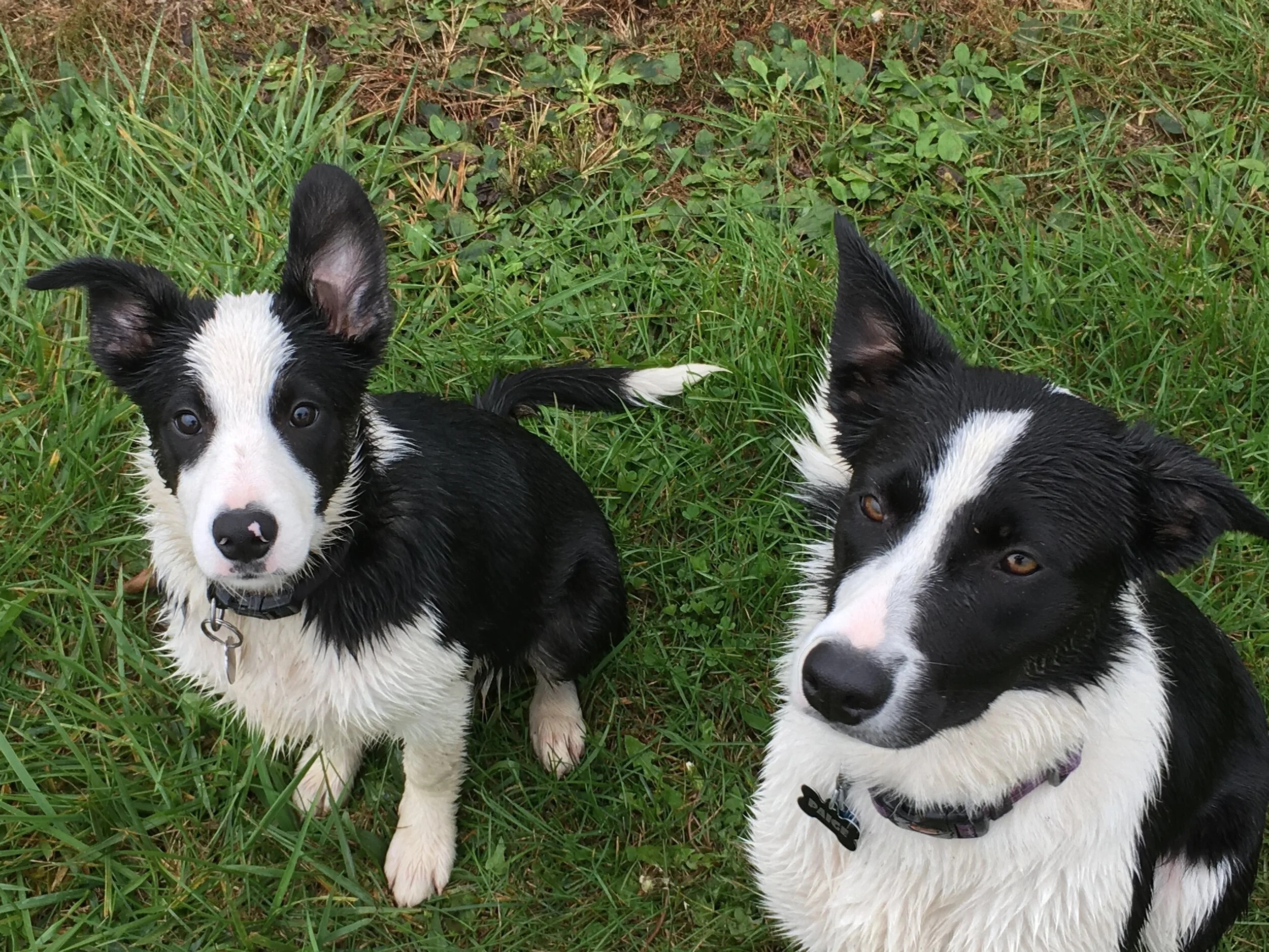 Border Collies — Shepherds Lane