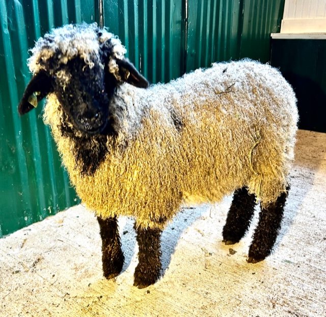 Valais Blacknose Sheep — Shepherds Lane