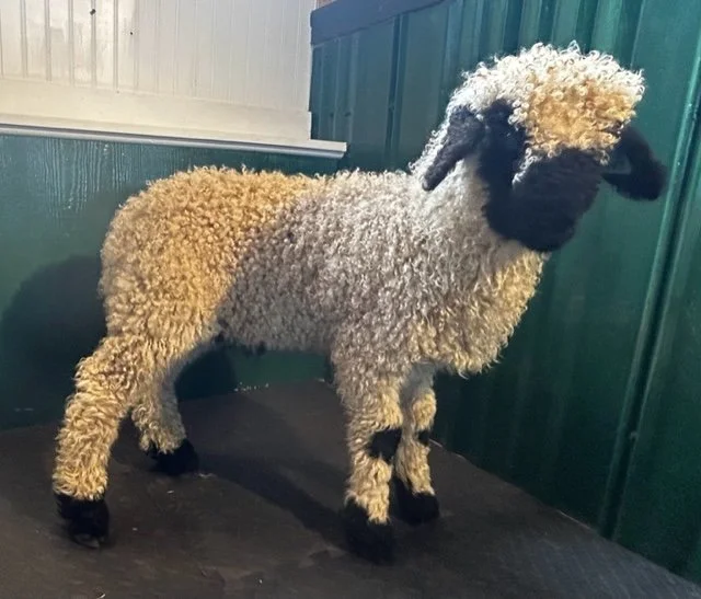 Valais Blacknose Sheep — Shepherds Lane
