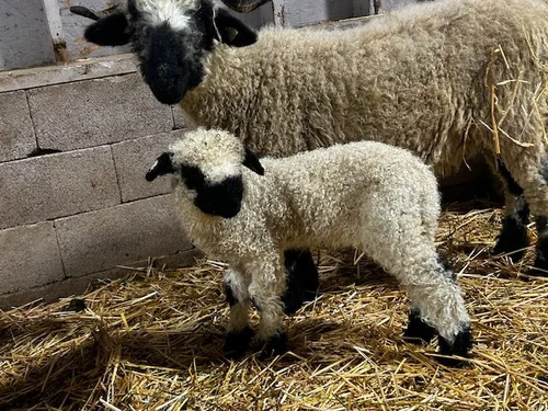 Valais Blacknose Sheep — Shepherds Lane
