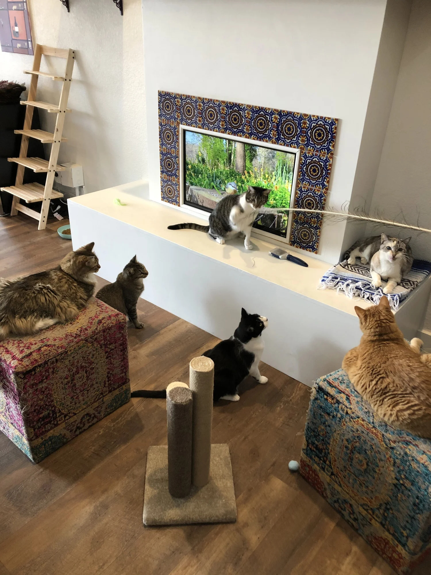 El Jefe Cat Café