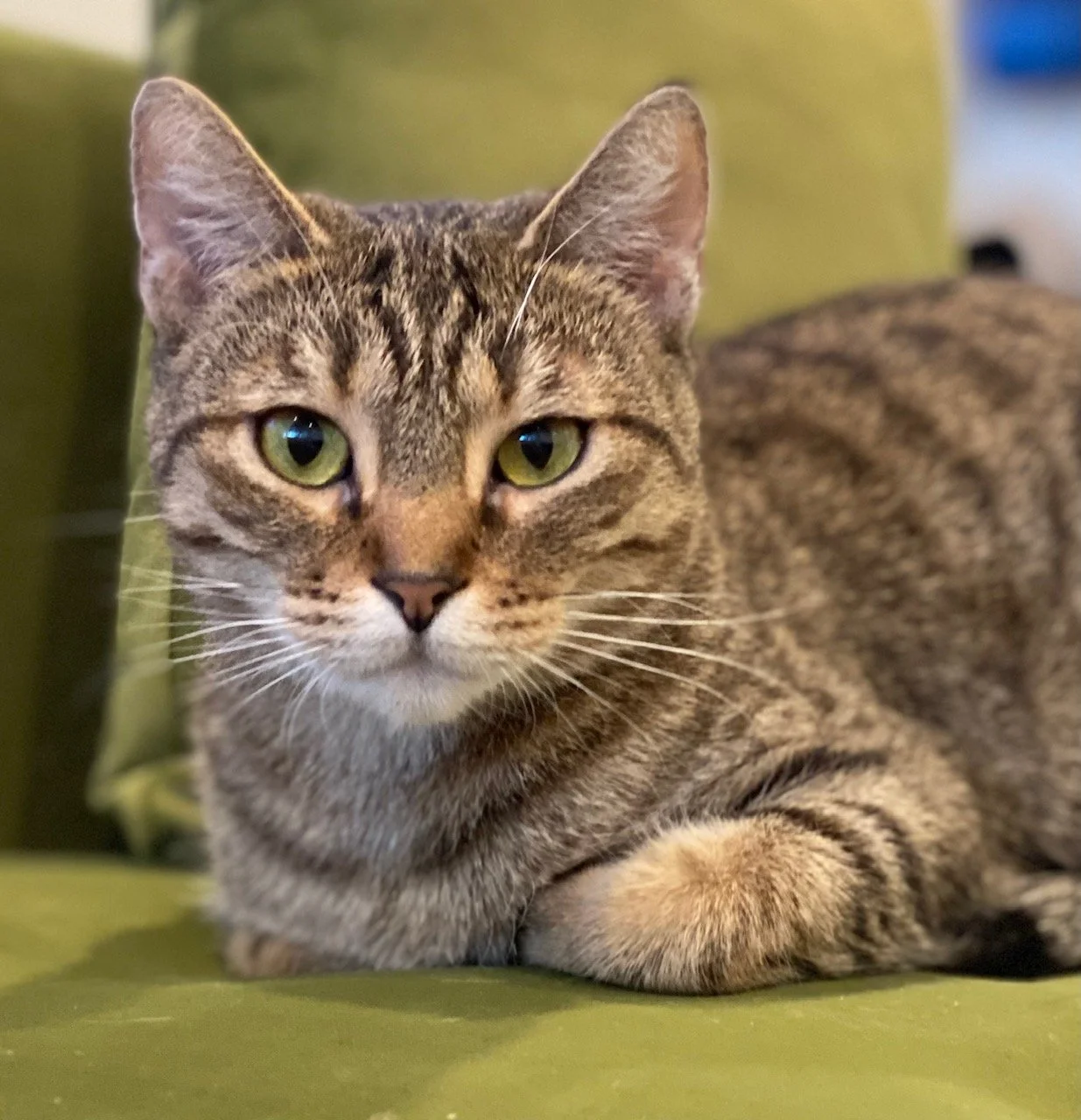 Our Kitties — El Jefe Cat Café