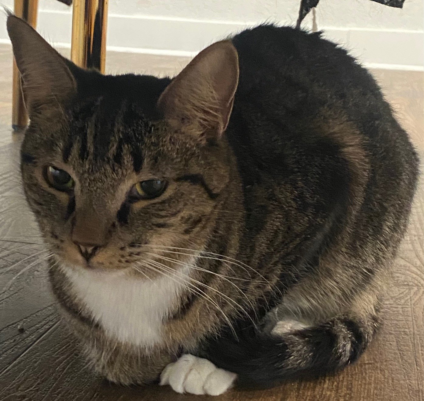 Our Kitties — El Jefe Cat Café