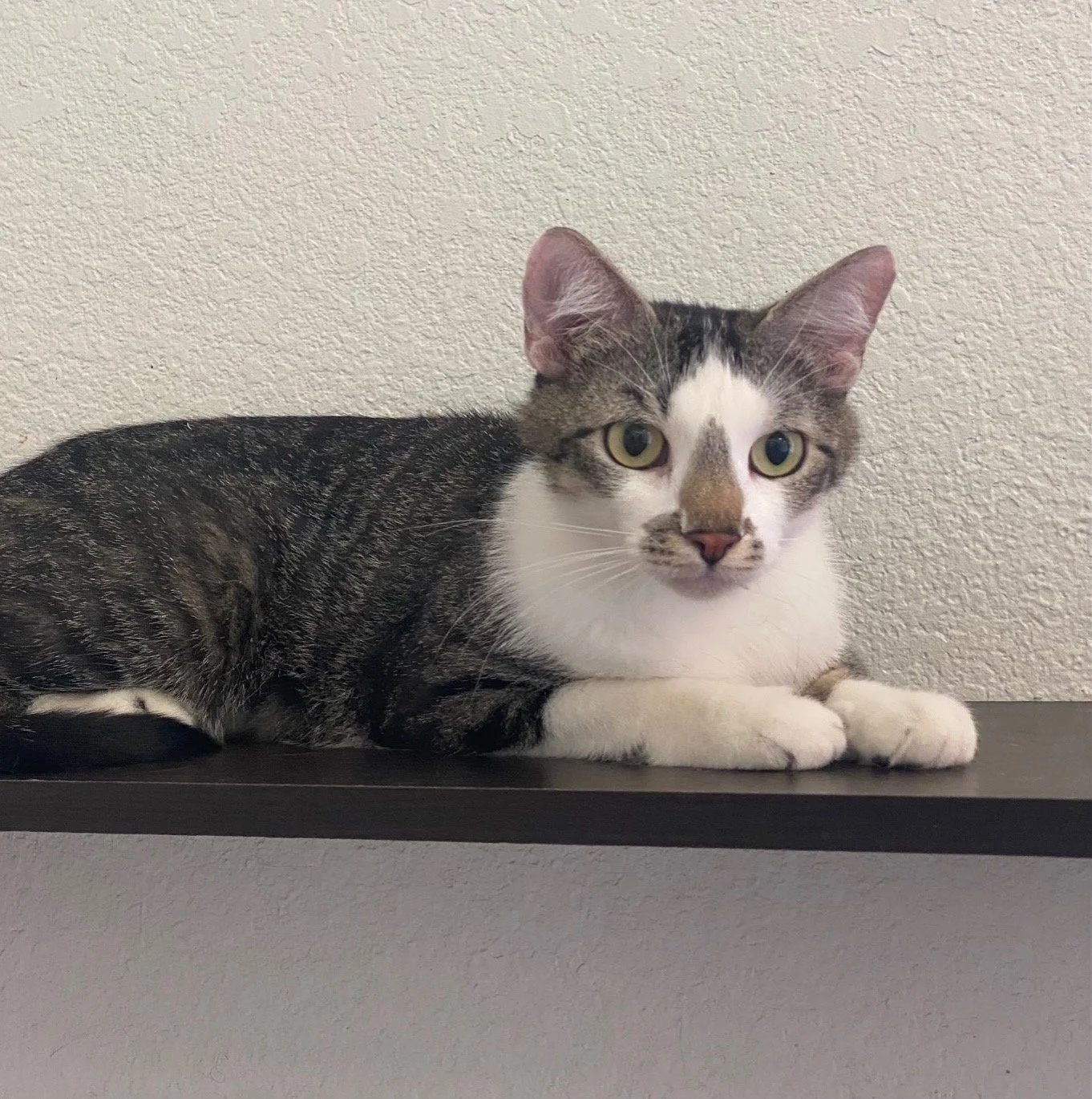 Our Kitties — El Jefe Cat Café