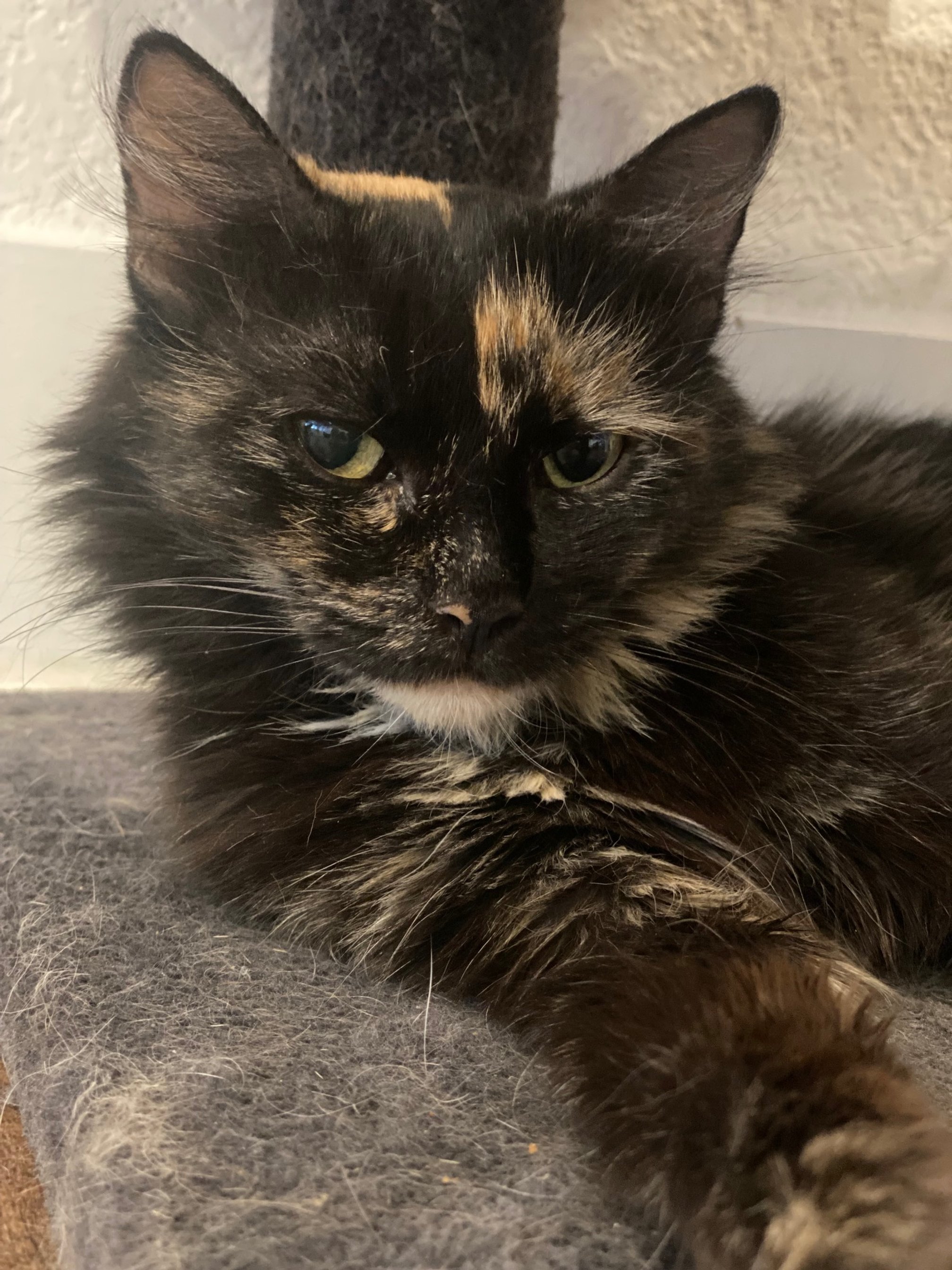 Our Kitties — El Jefe Cat Café