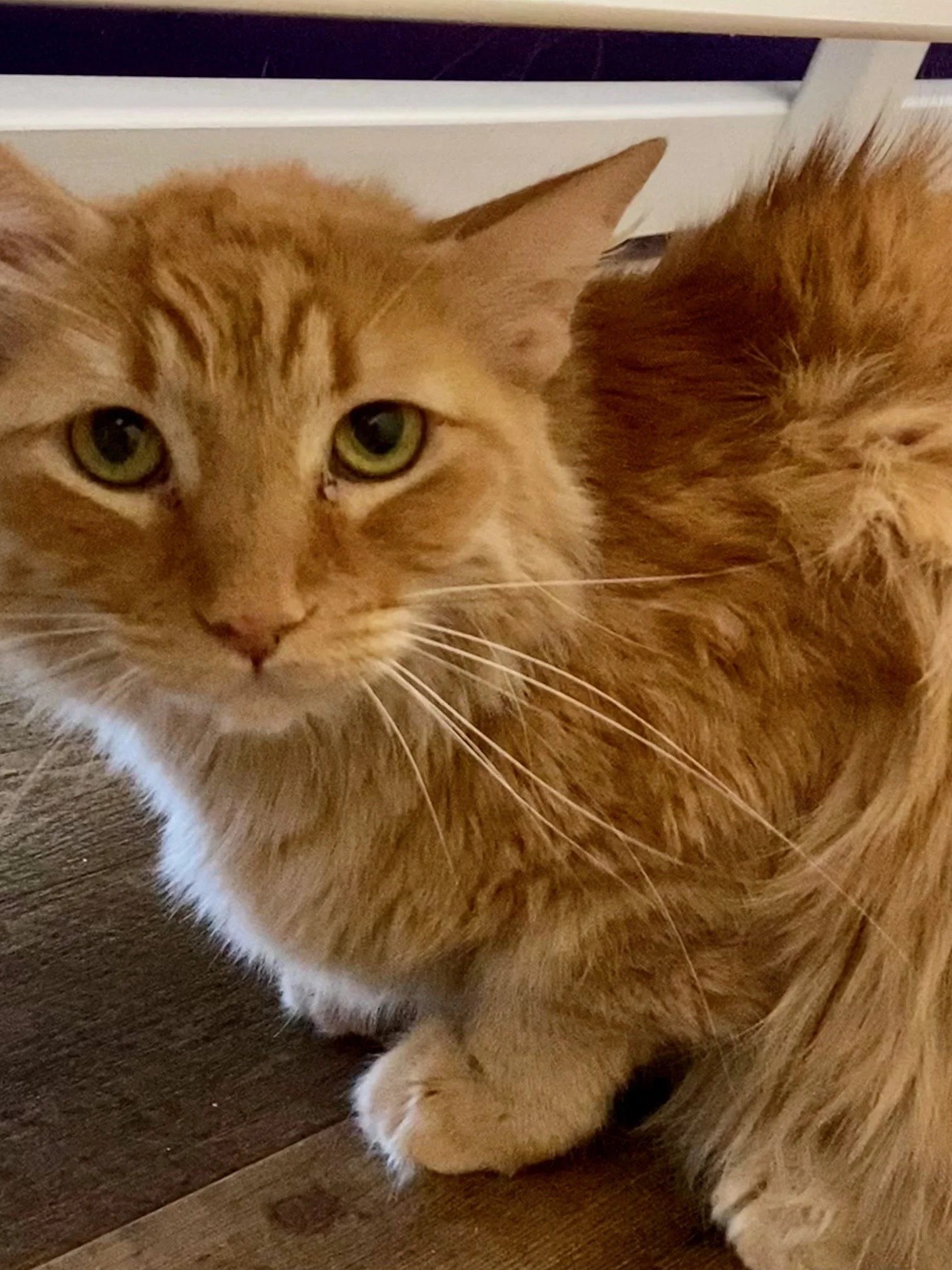 Our Kitties — El Jefe Cat Café