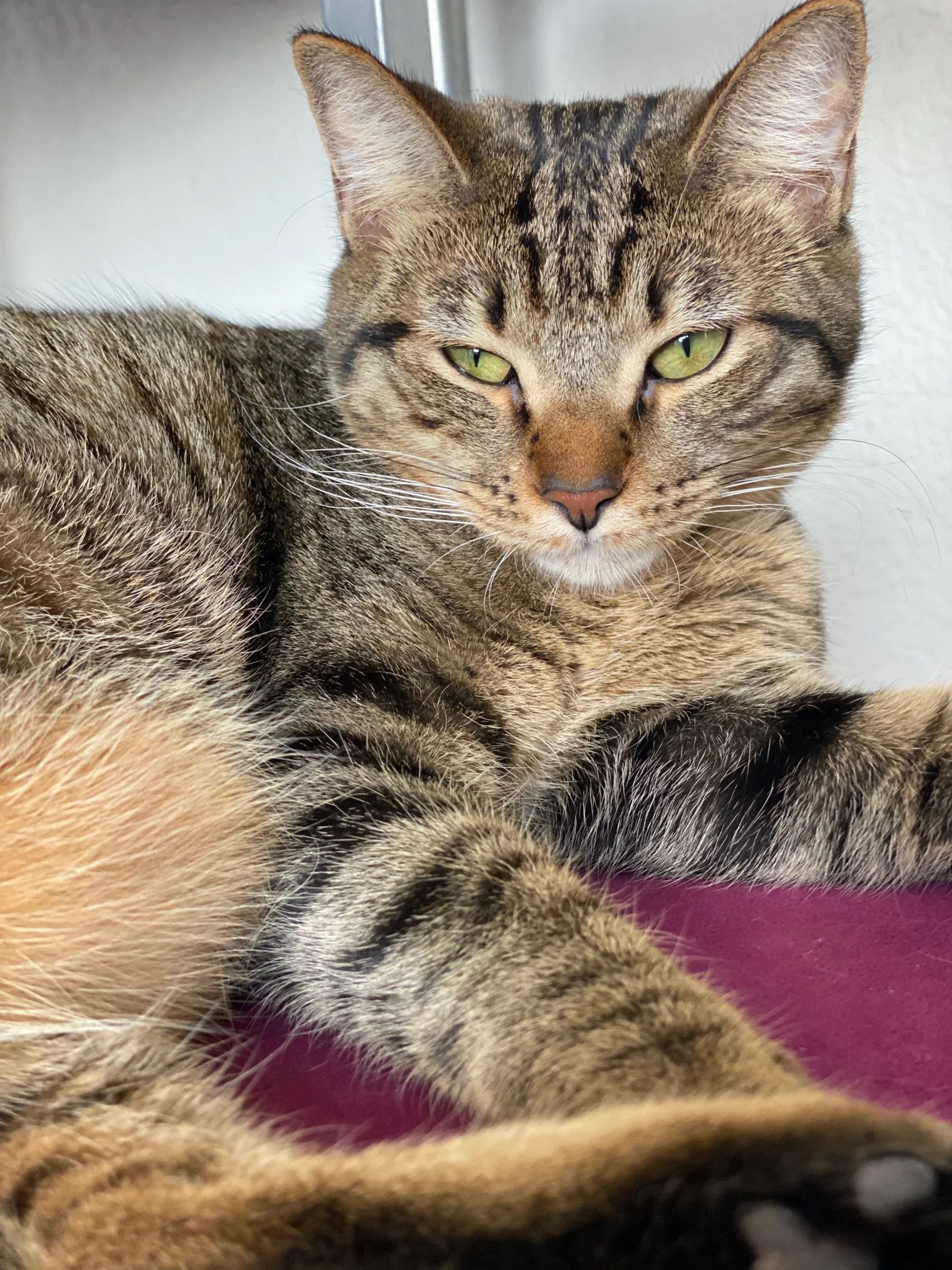 Our Kitties — El Jefe Cat Café