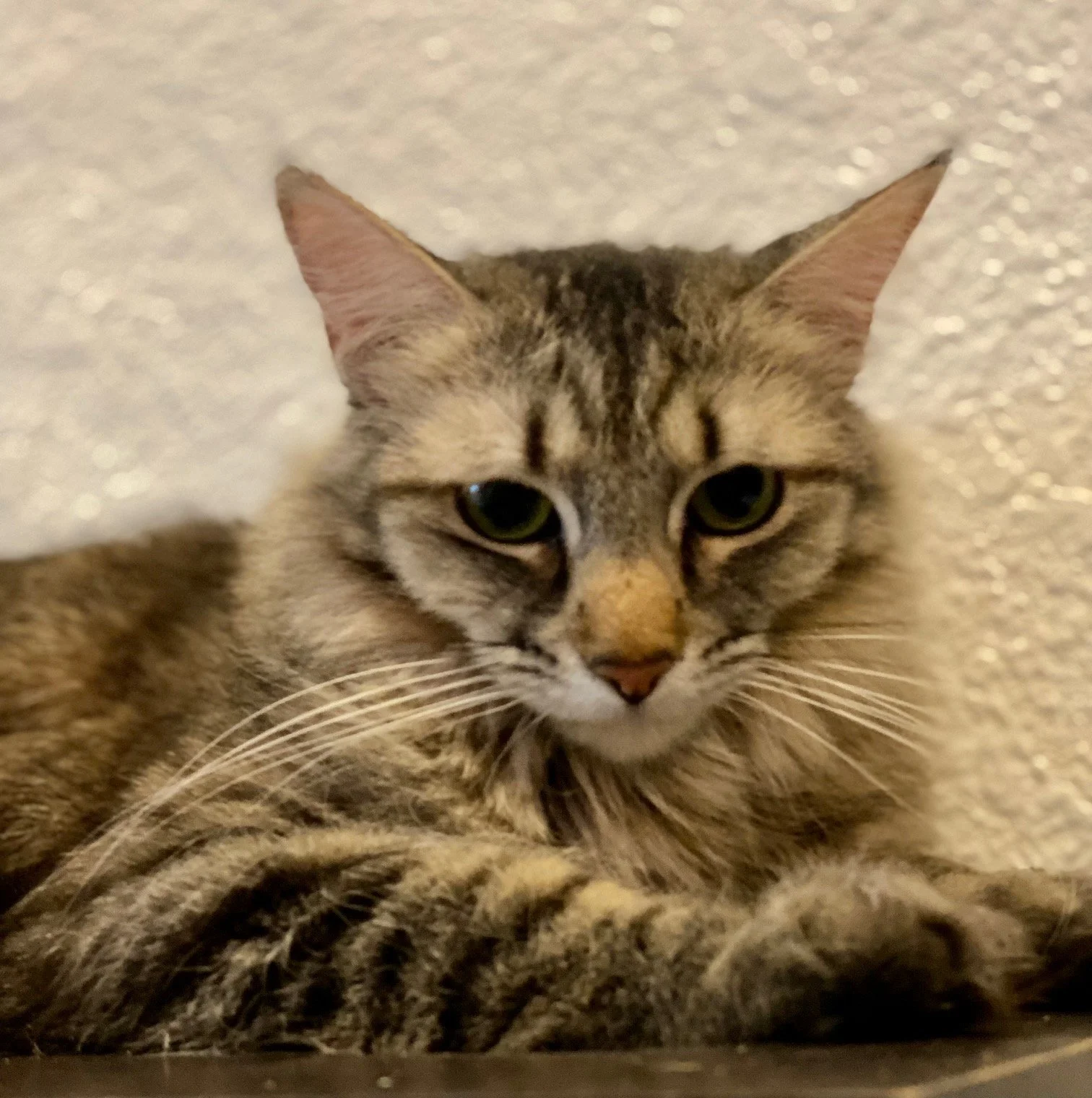 Our Kitties — El Jefe Cat Café