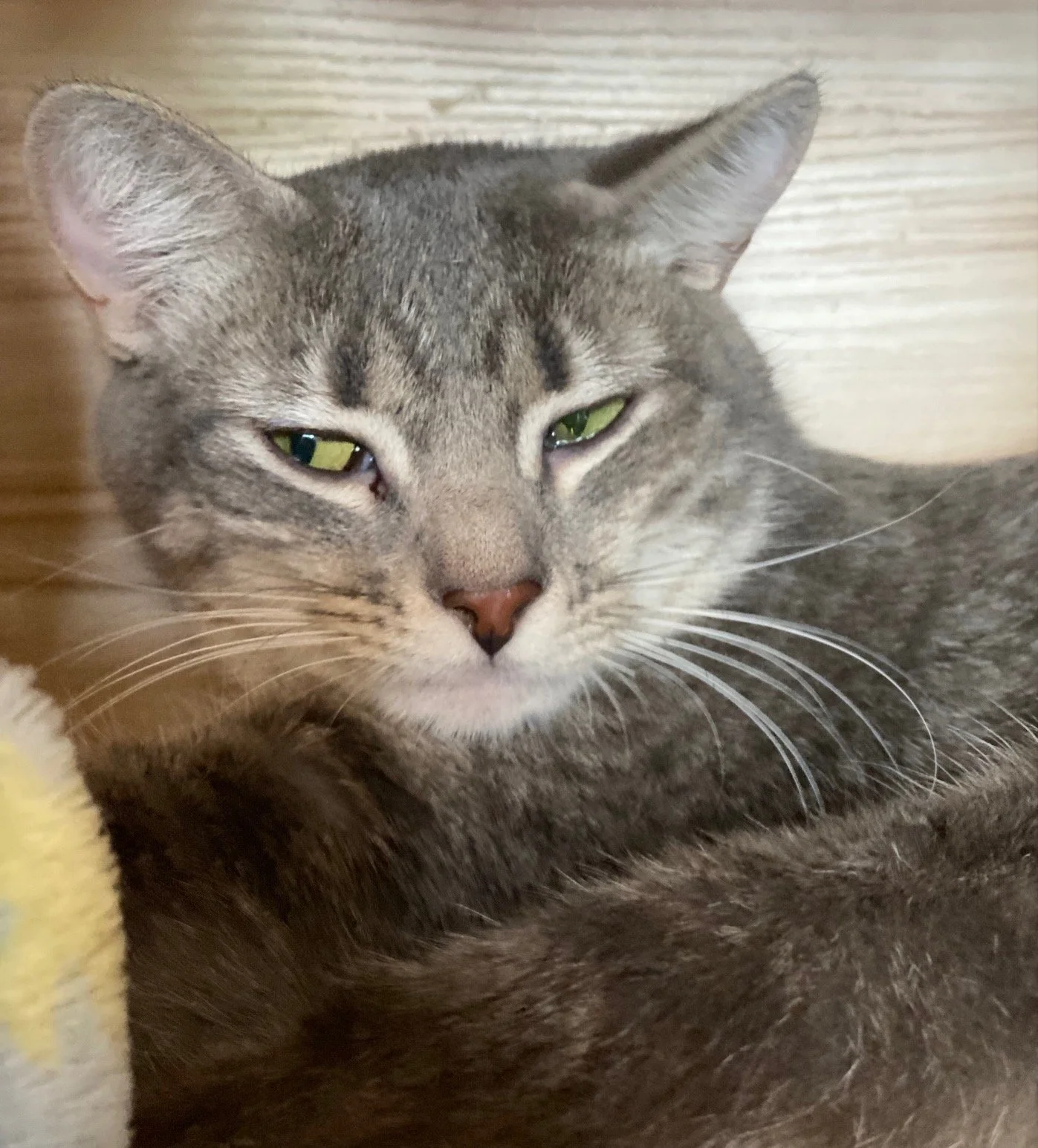 Our Kitties — El Jefe Cat Café