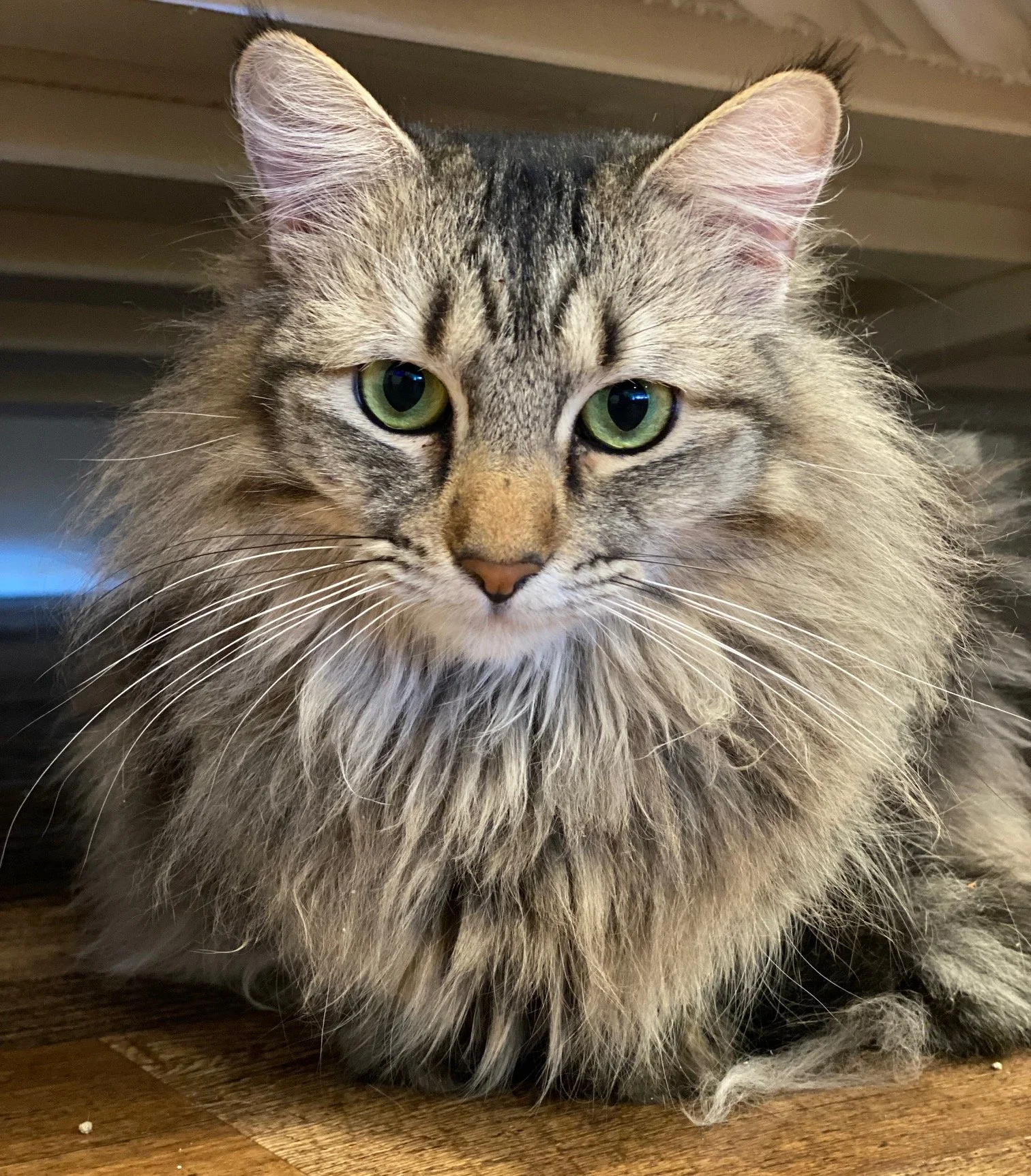 Our Kitties — El Jefe Cat Café